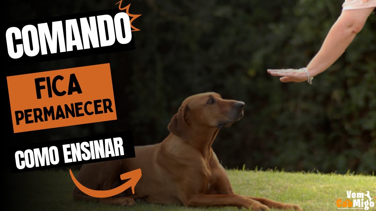 Como Ensinar o COMANDO FICAR - Permanecer - Aprenda na Pratica - YouTube