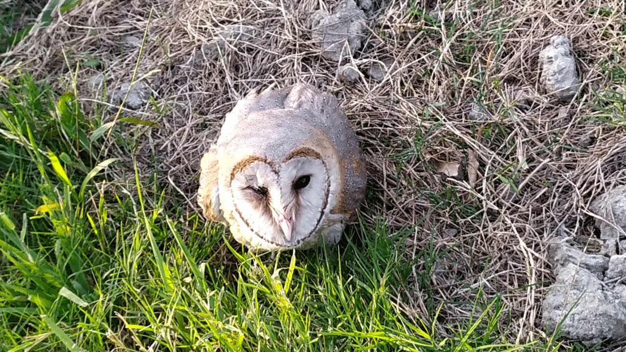 The Miracle Friendly Owl | Official Happy OWL 🦉 | Dancing Owl | Cute ...
