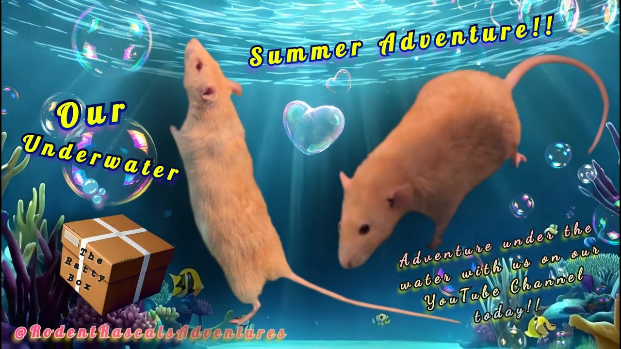 Rats' Underwater Summer Adventure #dumborats - YouTube