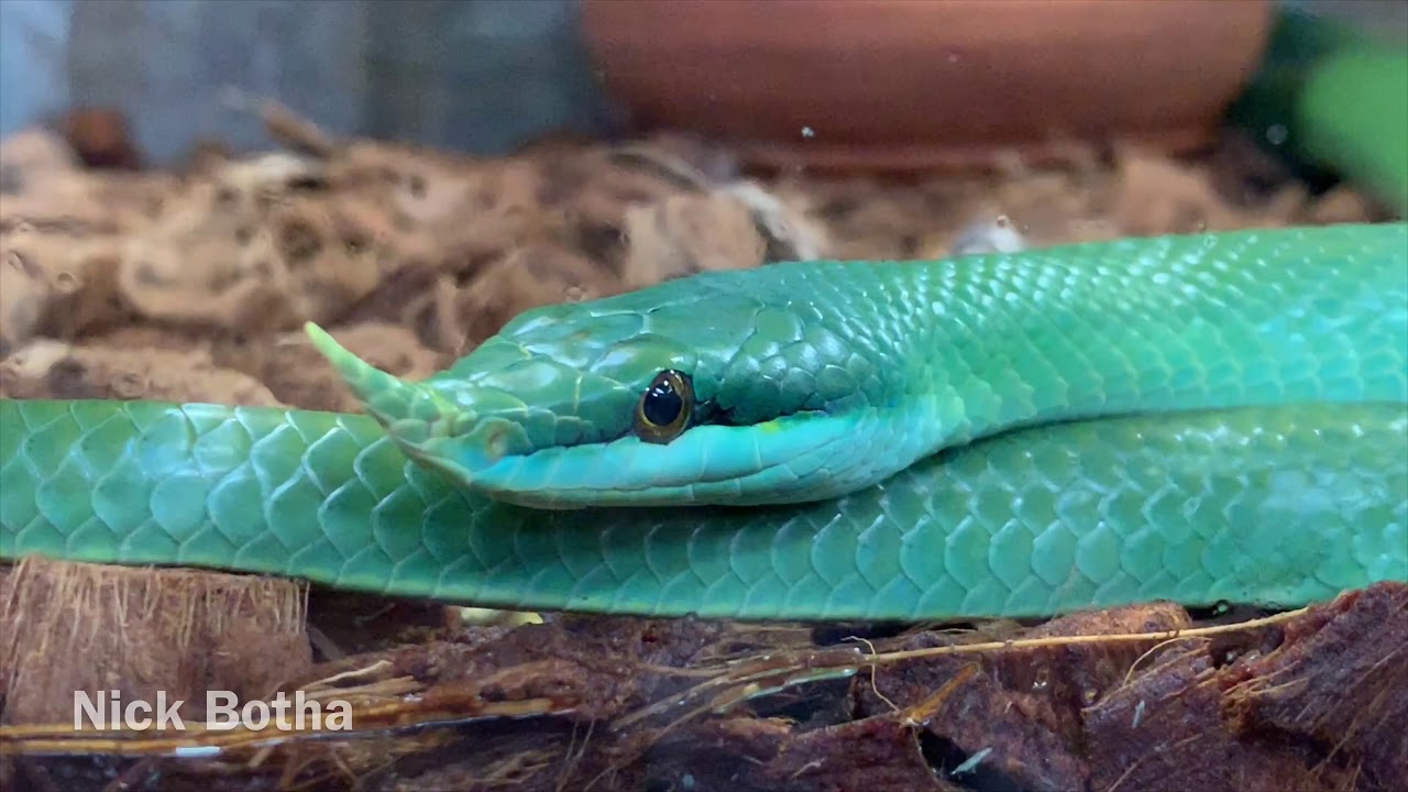 Rhino Rat snake / Vietnamese long nose snake - YouTube