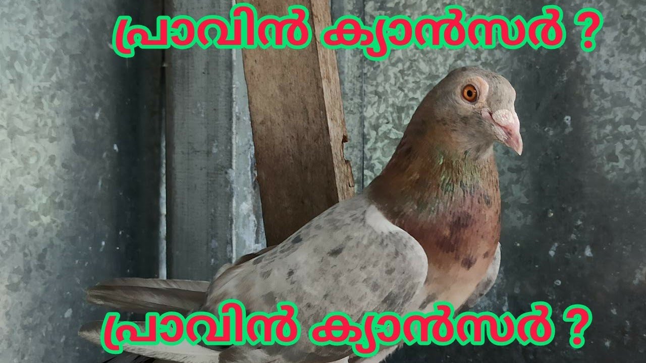 പ്രാവിന് കാൻസർ വന്നത് കണ്ടിട്ടുണ്ടോ ? | Pigeon suffering from cancer ...