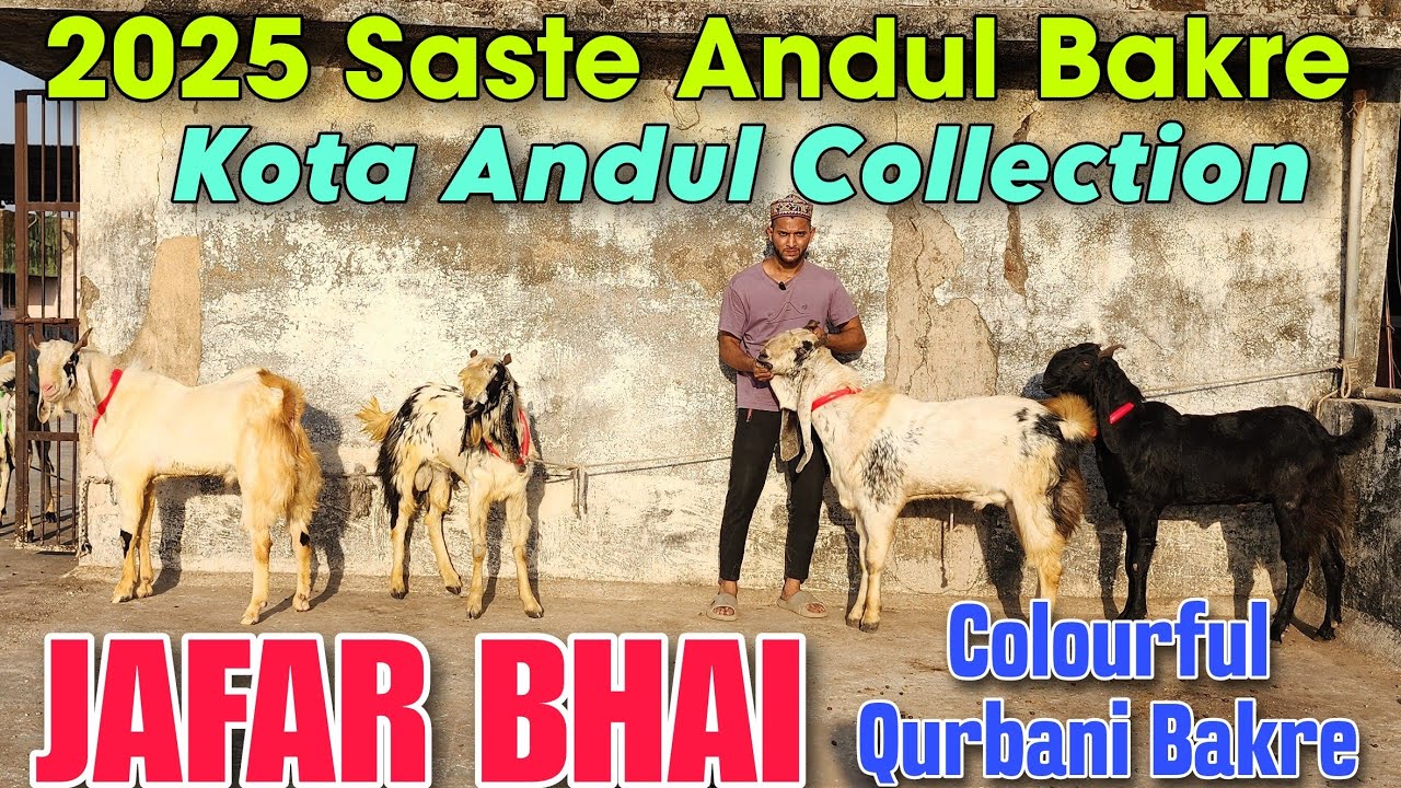 2025 Saste Andul Colourful Bakre At JAFAR BHAI | Qurbani Ke Kota Andul ...