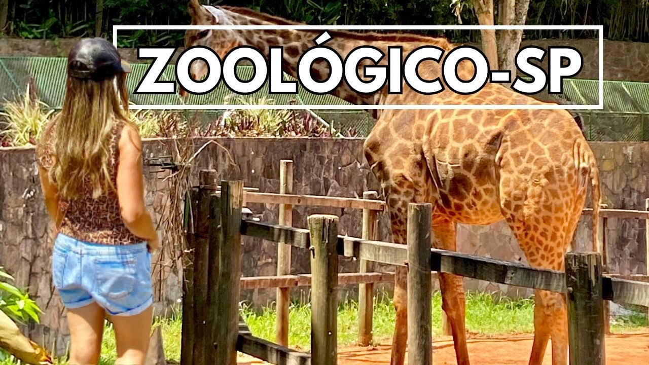 ZOOLÓGICO DE SÃO PAULO | Um passeio completo com PREÇOS! - YouTube