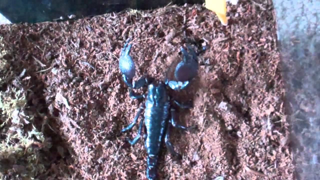 Emperor Scorpion Eats Madagascar Hissing Cockroach - YouTube