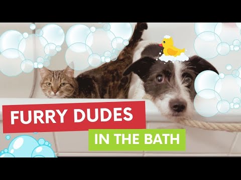 Furry dudes having fun in the bath.