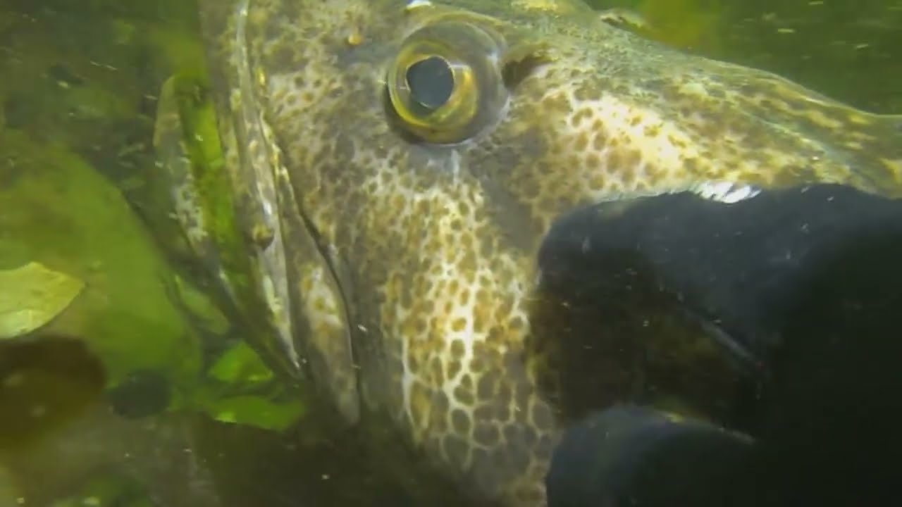 MASSIVE LINGCOD!!! Scuba Diving with Lingcods! - YouTube