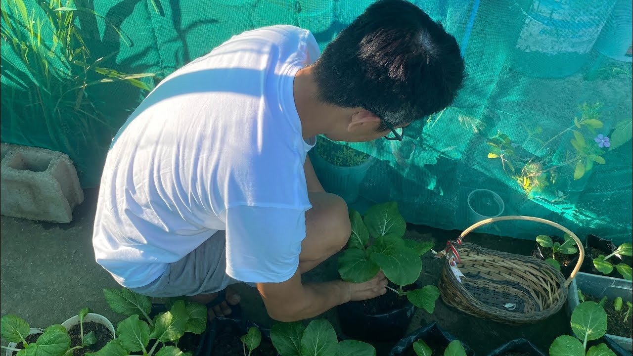 UNANG HARVEST NG PETCHAY - YouTube