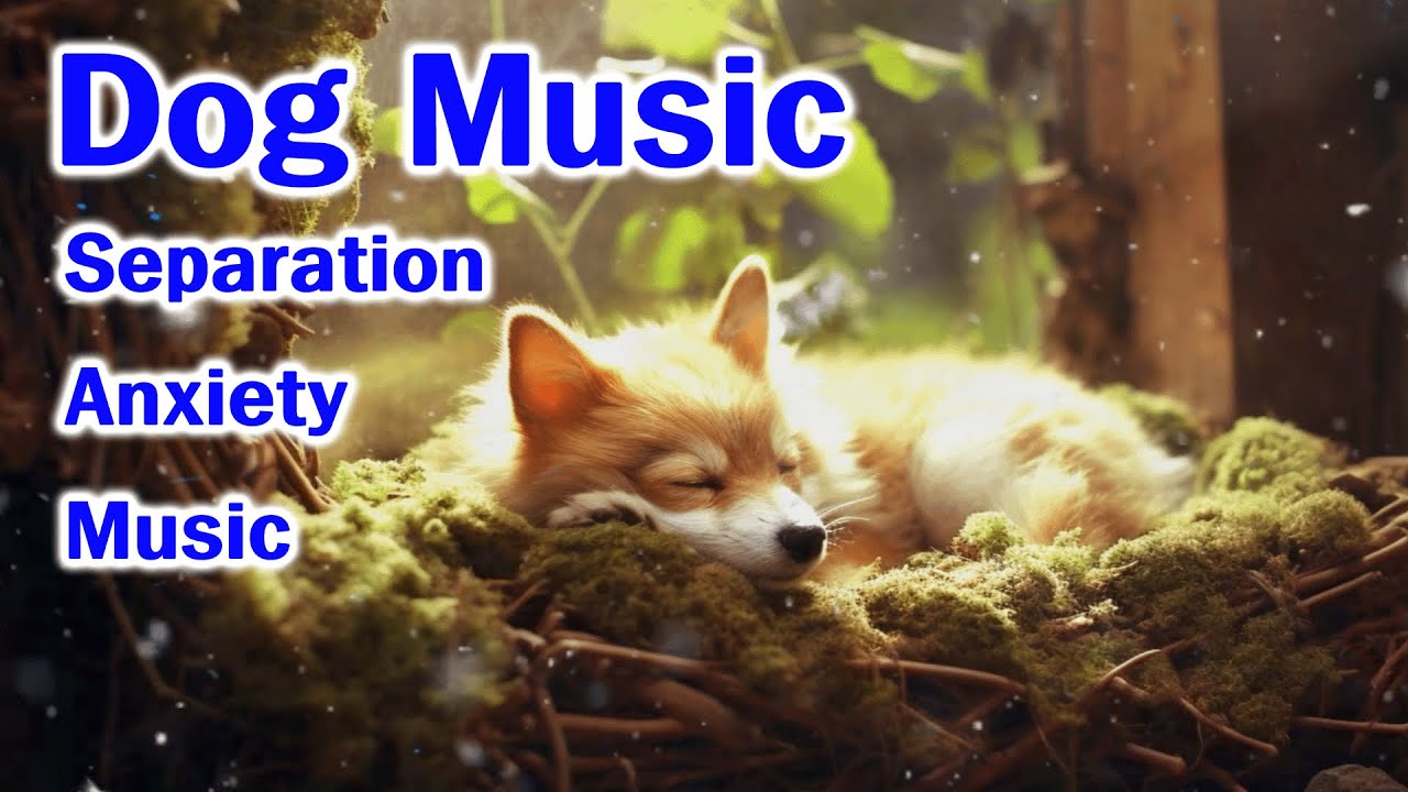 Relaxing Music for Dogs, calm down your dogs, sleep music for dogs ...