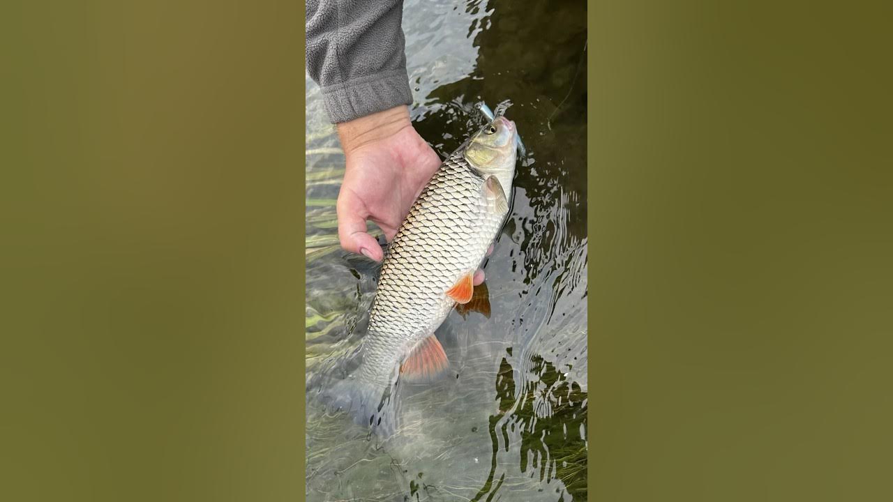 Хорошая поклёвка голавля на 80-ый стик и спиннинг до 25 гр🎣 #голавль # ...