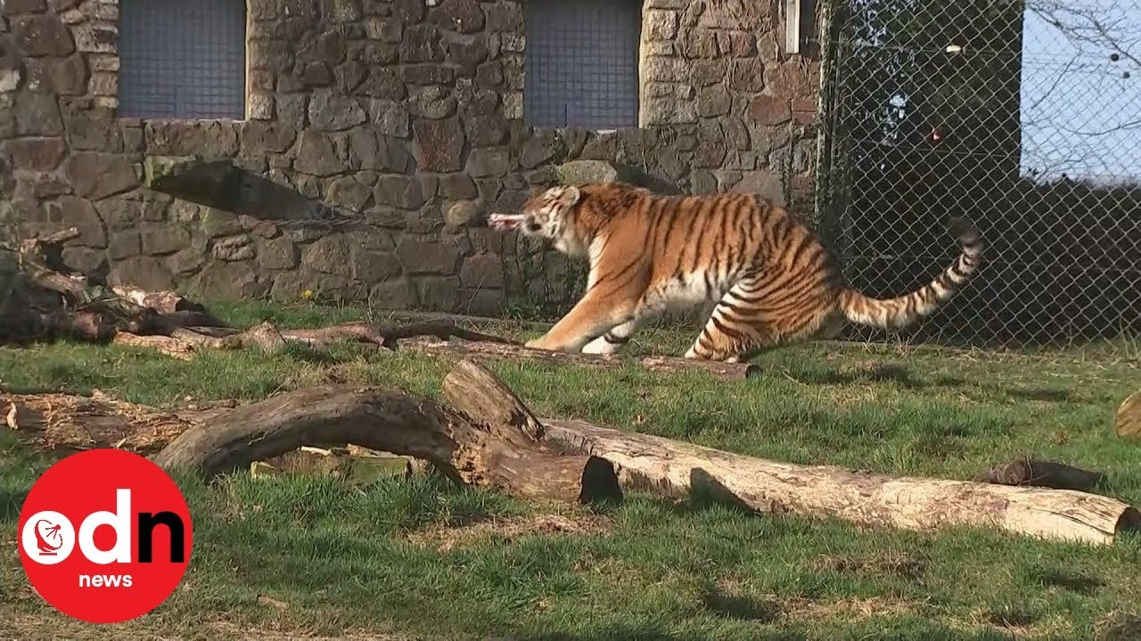 Tiger vs man tug-of-war sparks outrage - YouTube