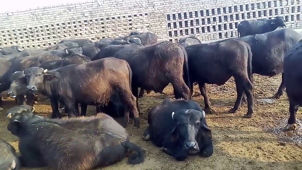 Kattay vachay ke farming in Urdu/Hindi / calves farming in Pakistan ...