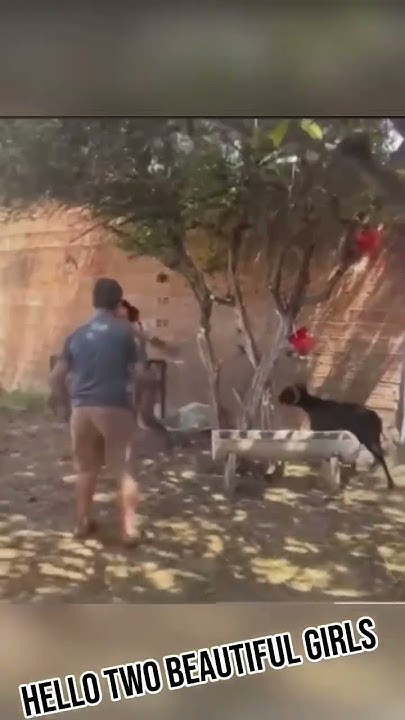 Hello two beautiful girls #funny#goat#viral #animals #funnyvideo - YouTube