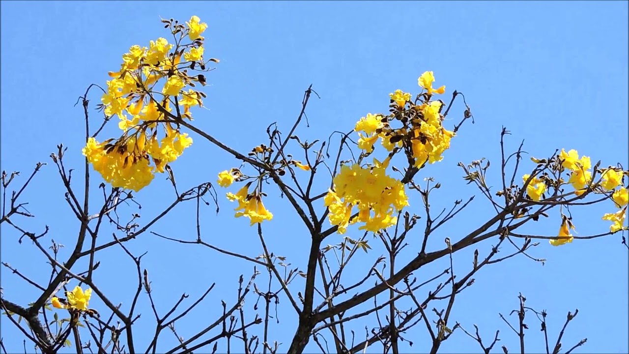 "Flor de Luna" - YouTube