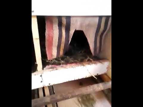Гнездо для кур с яйцесборником. Своими руками. - YouTube