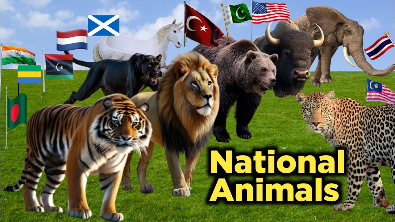 National Animals of Different Countries l Flags and Countries Name With ...