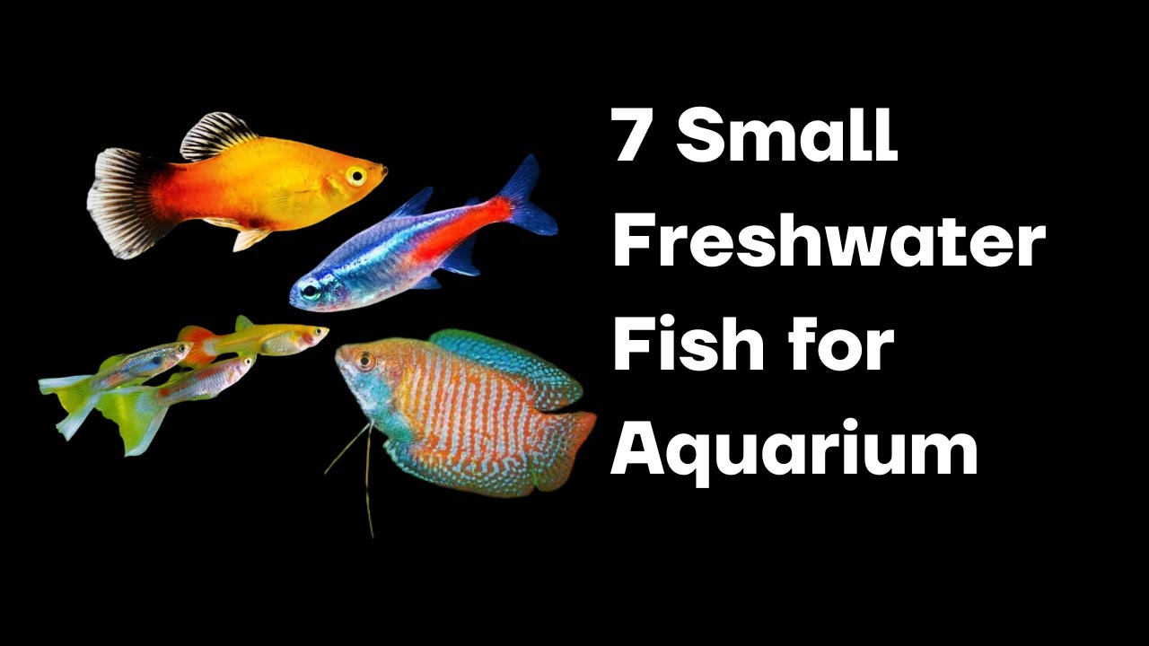 The 7 Small Freshwater Fish for Aquarium - YouTube