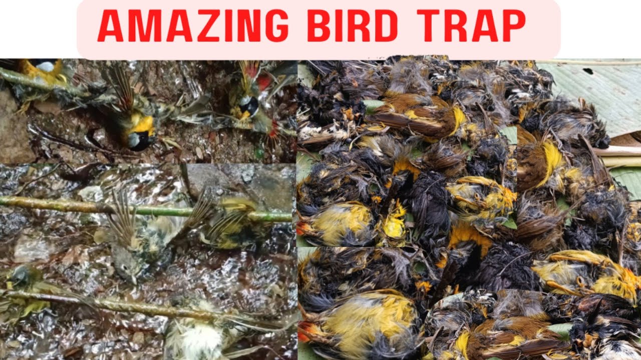 How To Catch Bird Easy || Amazing Bird Trap || @HiksLife - YouTube