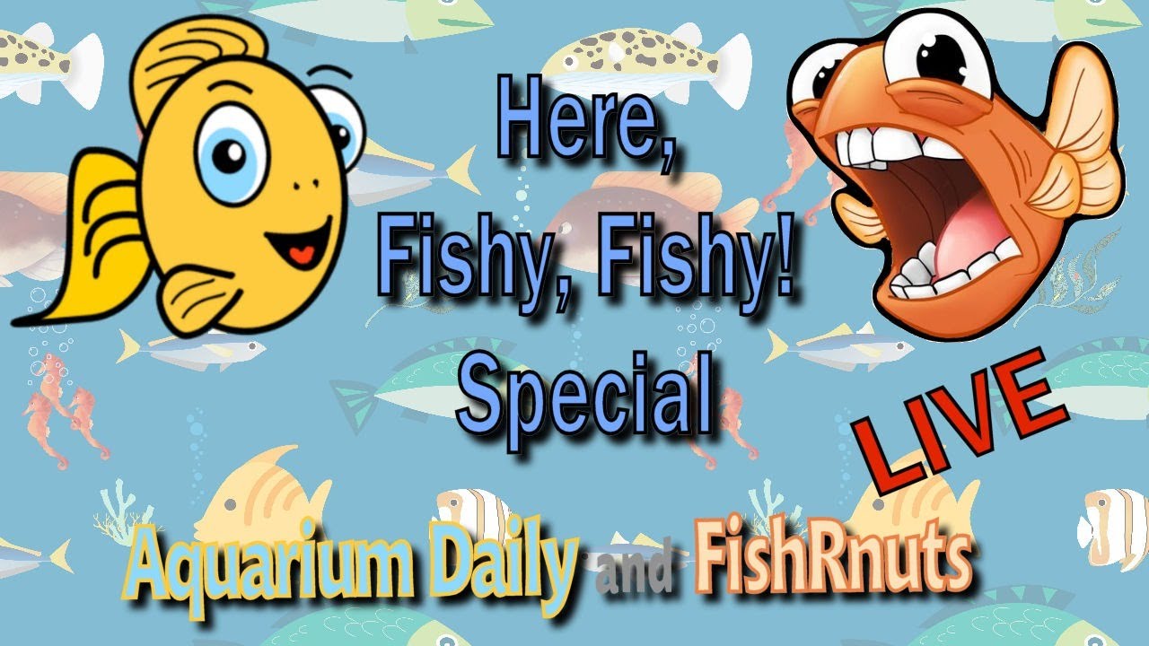 LIVE - Here, Fishy, Fishy! - YouTube