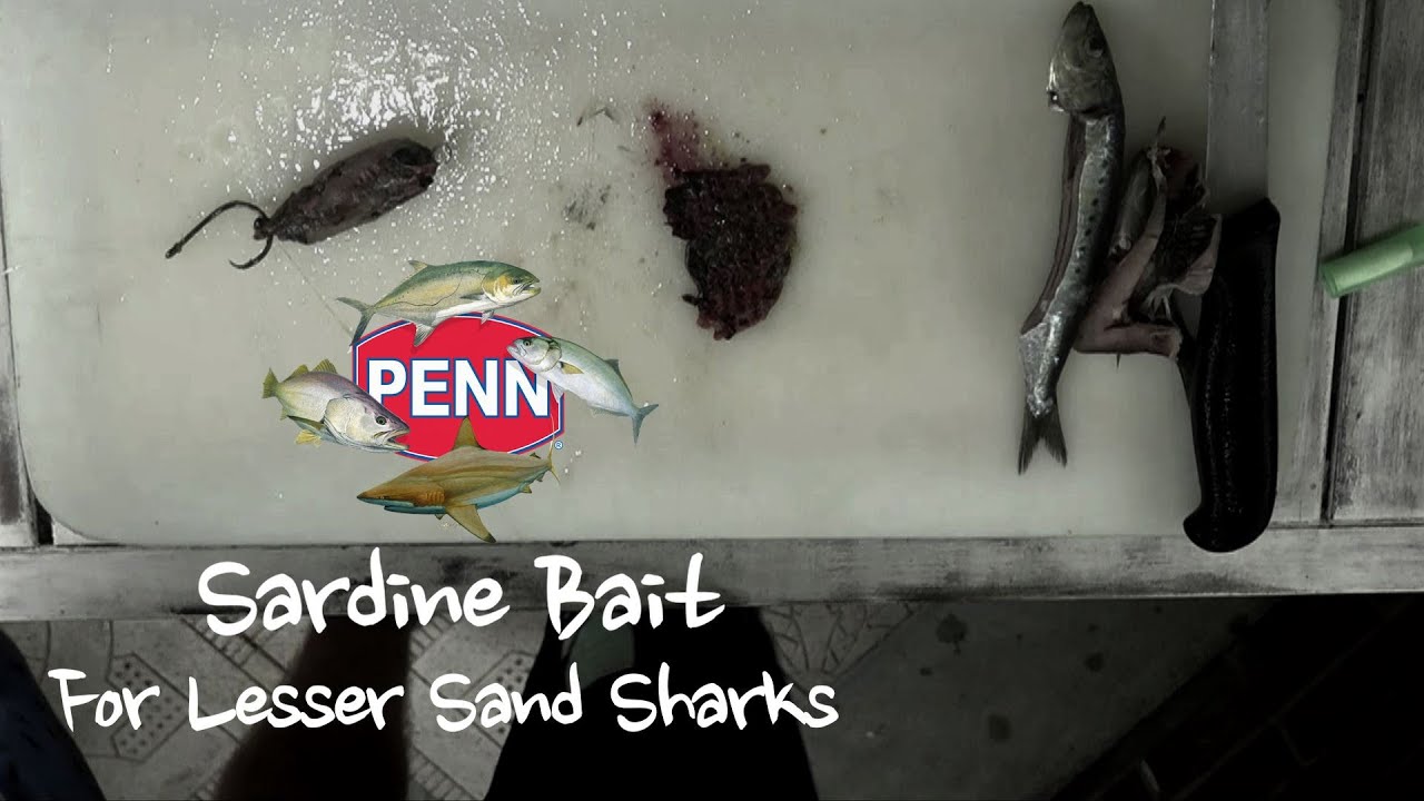 Best Sardine Bait for Lesser Sand Sharks - YouTube