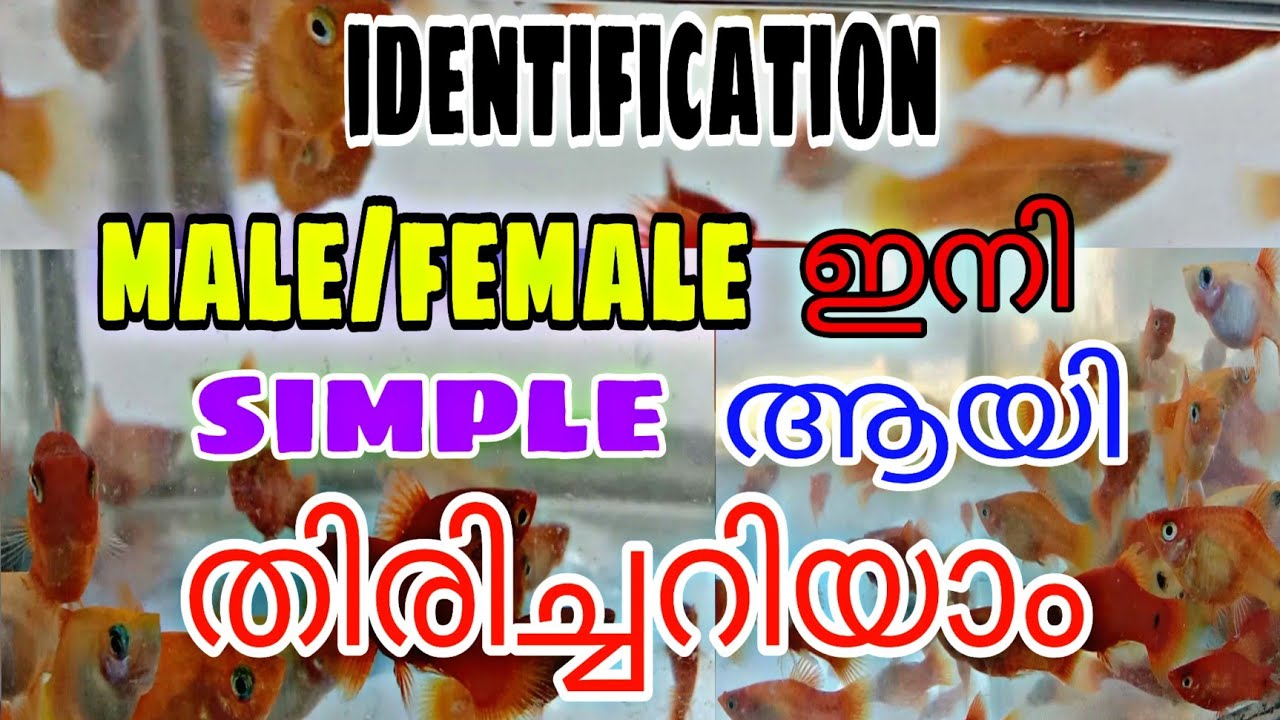 how to check gender of platy fish,molly fish.. Malayalamidentification ...