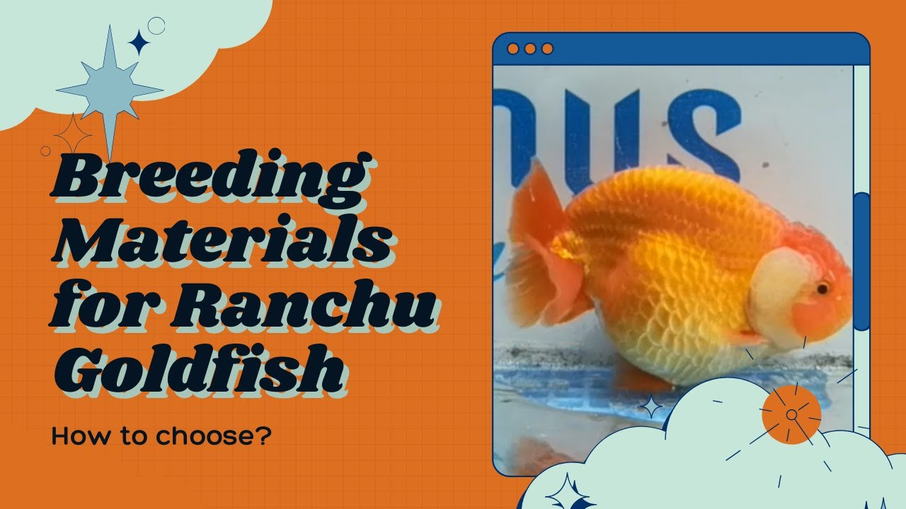Breeding Materials for Ranchu Goldfish - YouTube