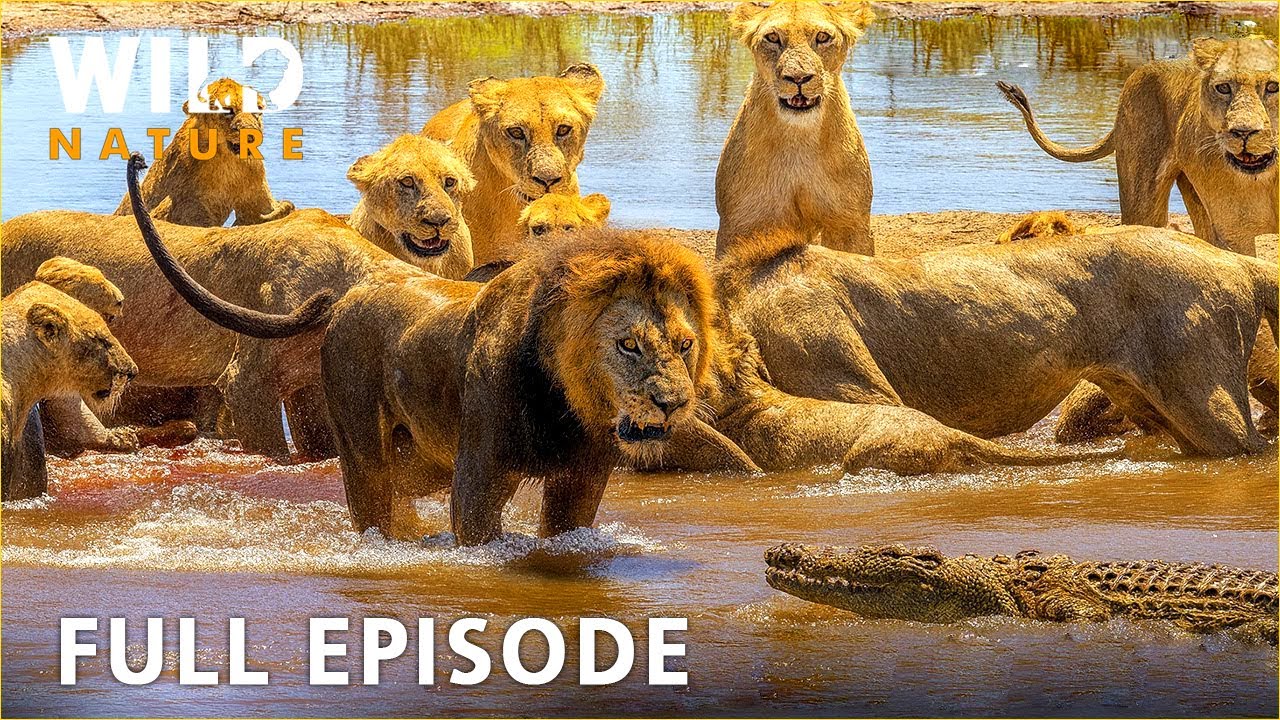 WILD ANIMALS : Elite Hunters of the African Savannah | Nature Animal ...