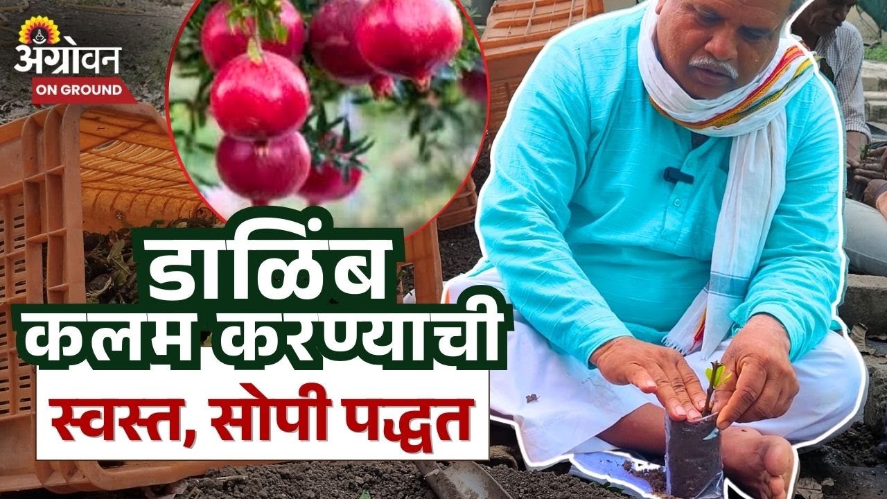 Dalimb Kalam: डाळिंबाची निरोगी कलम घरच्या घरी तयार कशी करावी ...