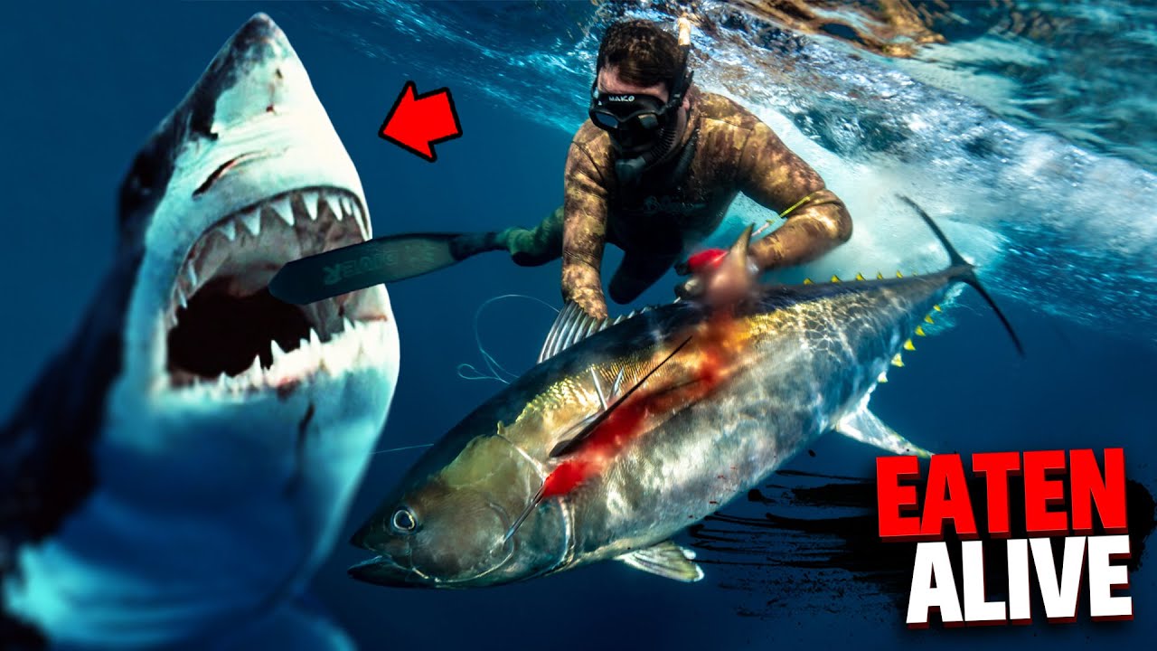 This Spearfisherman WANTED to get EATEN ALIVE By Shark... And Then It ...
