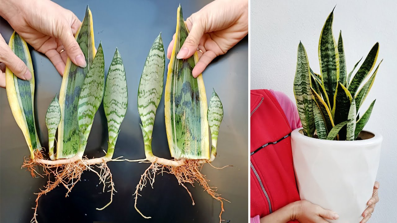 Revealing How to Propagate Tiger Tongue Very Effectively, Using Sand ...
