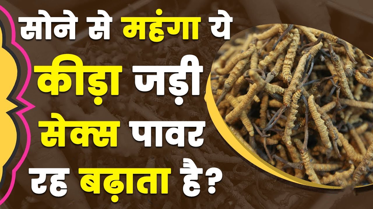 Keeda Jadi : सेक्स पावर बढ़ाने वाला, सोने से महंगा कीड़ा कीड़ा जड़ी ...