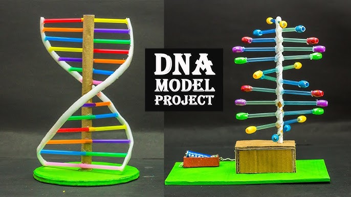 9th Grade Dna Model Project