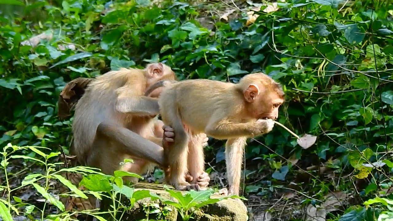 They’re Best Friends…Orphan Babies Monkeys Building Strong ...
