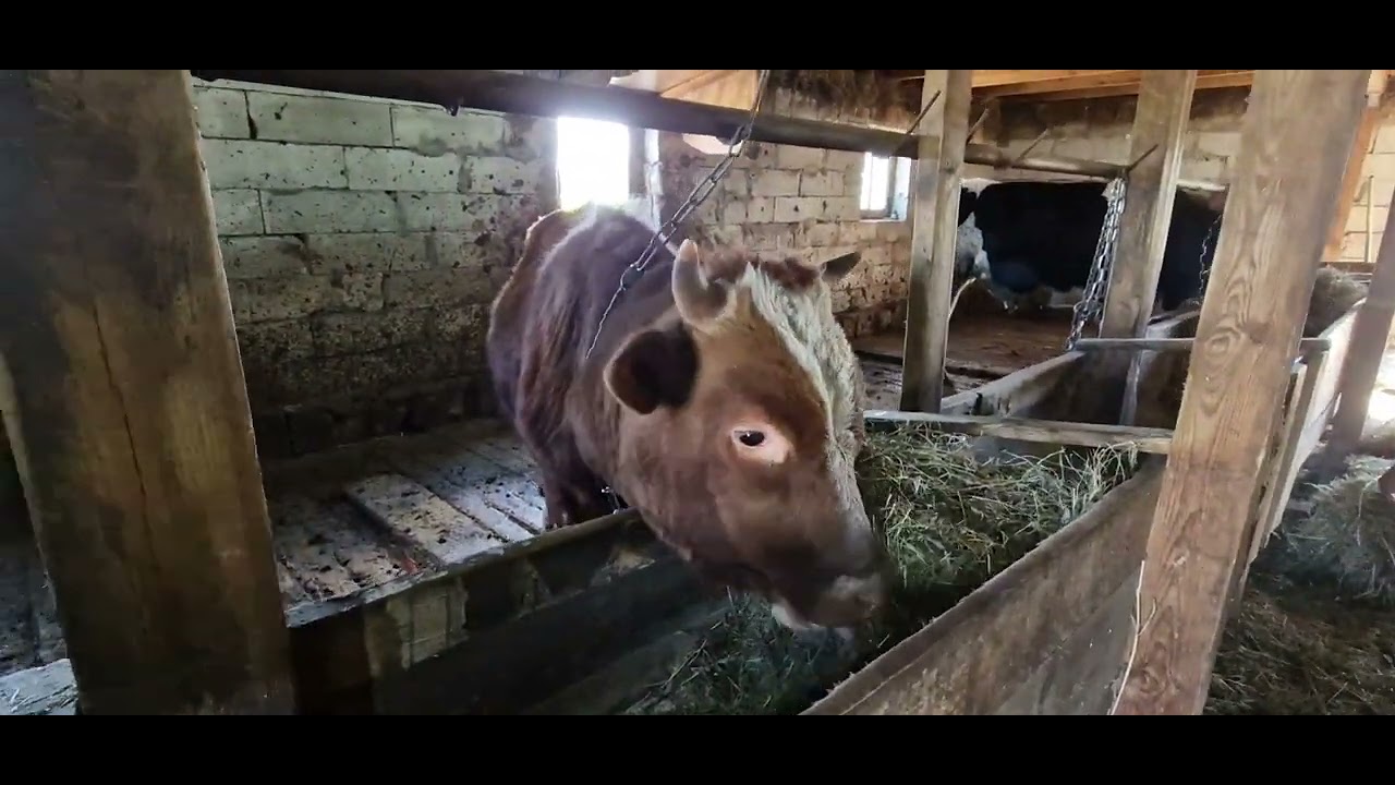 Бычки телята и коровы 🐄 Youtube