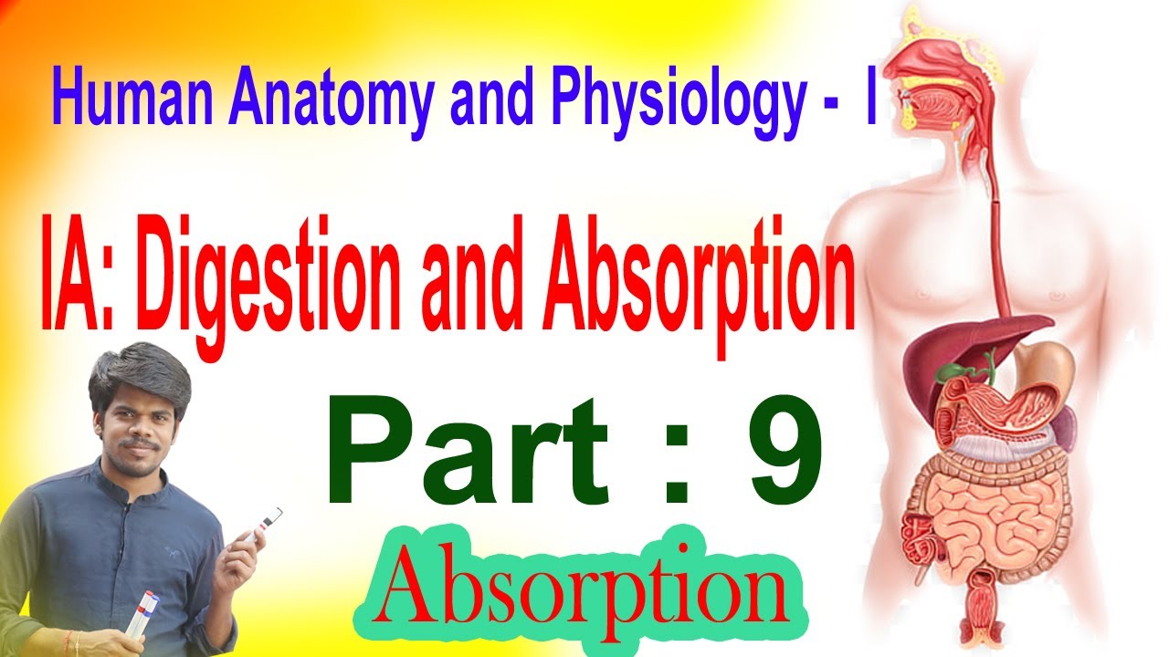 Absorption | Digestive System Part 9 | Rajesh Biology - YouTube