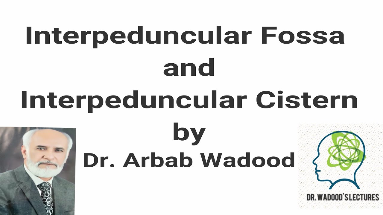 Interpeduncular fossa boundaries and contents - Neuroanatomy Lecture 7 ...