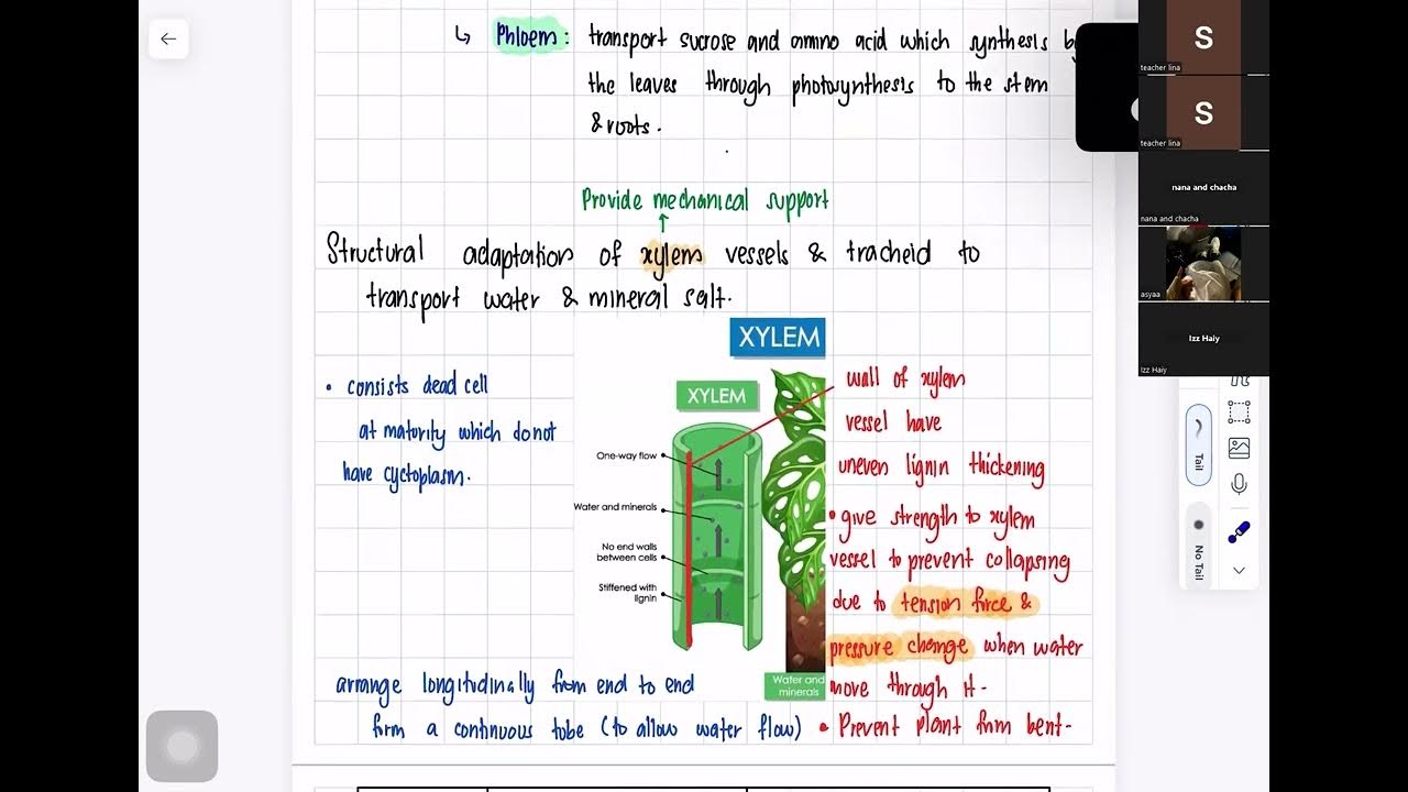 Biology IGCSE 0610 chapter 8: Transport in plant(part 1) - YouTube