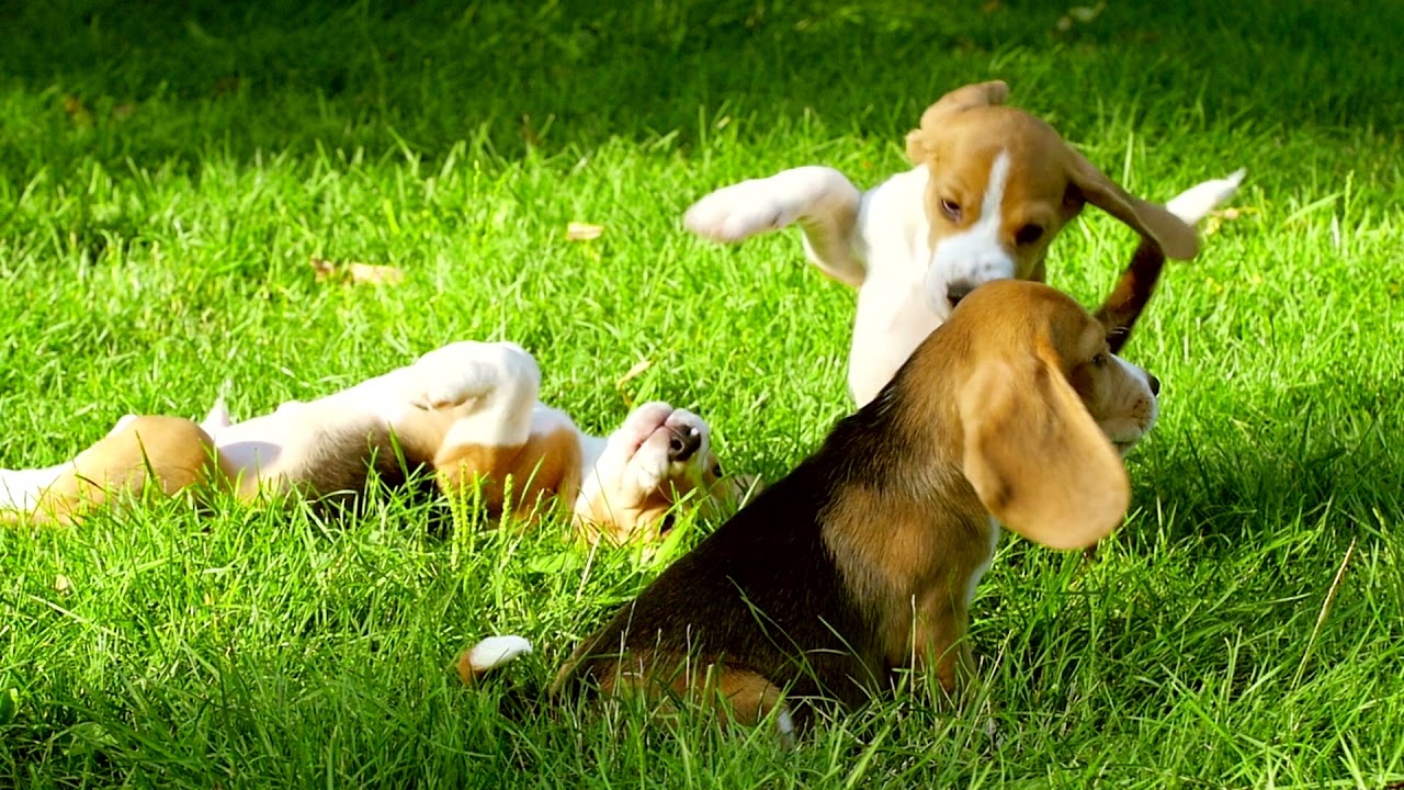Beagles day out! | Feel Good Moment - YouTube