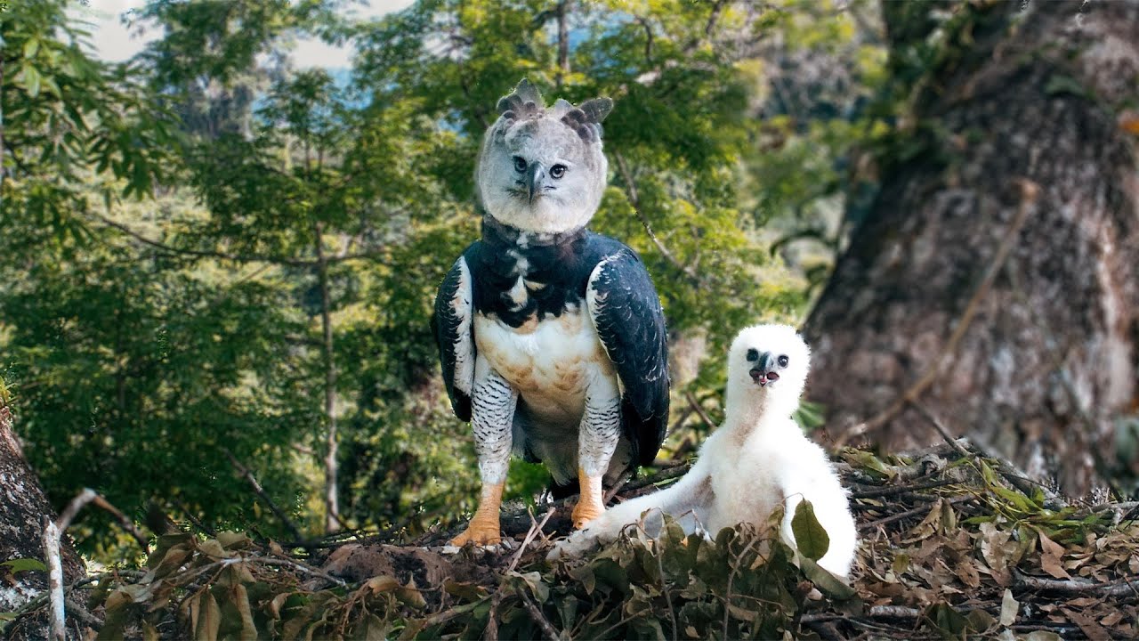 Harpy Eagle Nesting Site In Guyana - YouTube