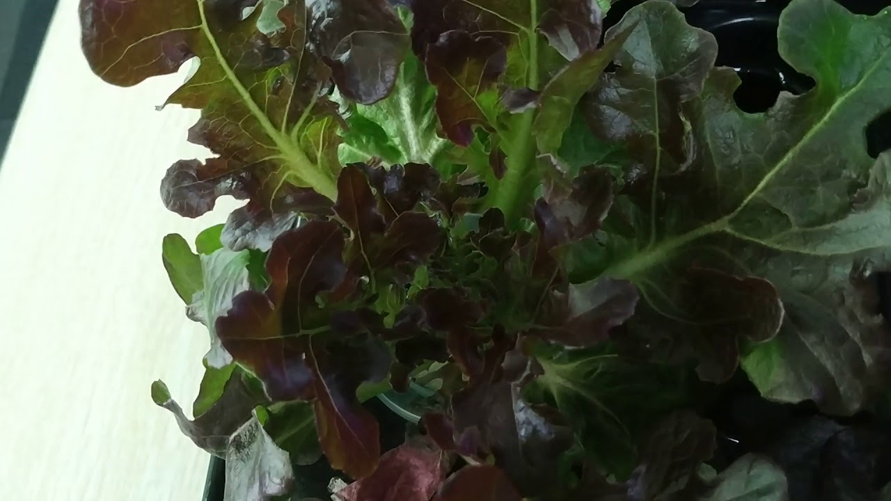 Nutritious Indoor hydroponic red lettuces with led grow light. www ...