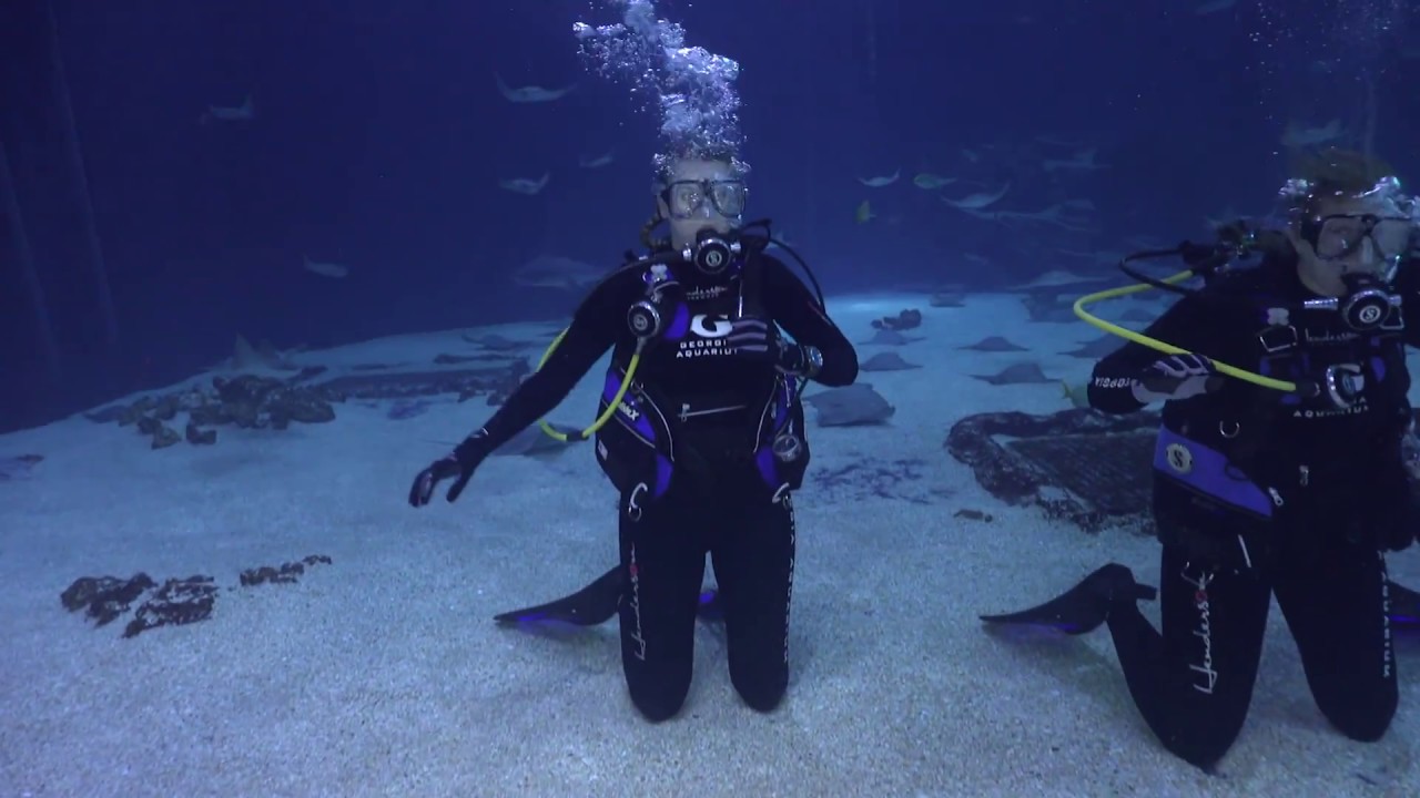 Georgia Aquarium Gentle Giants Scuba Dive 10/30/2016 - YouTube