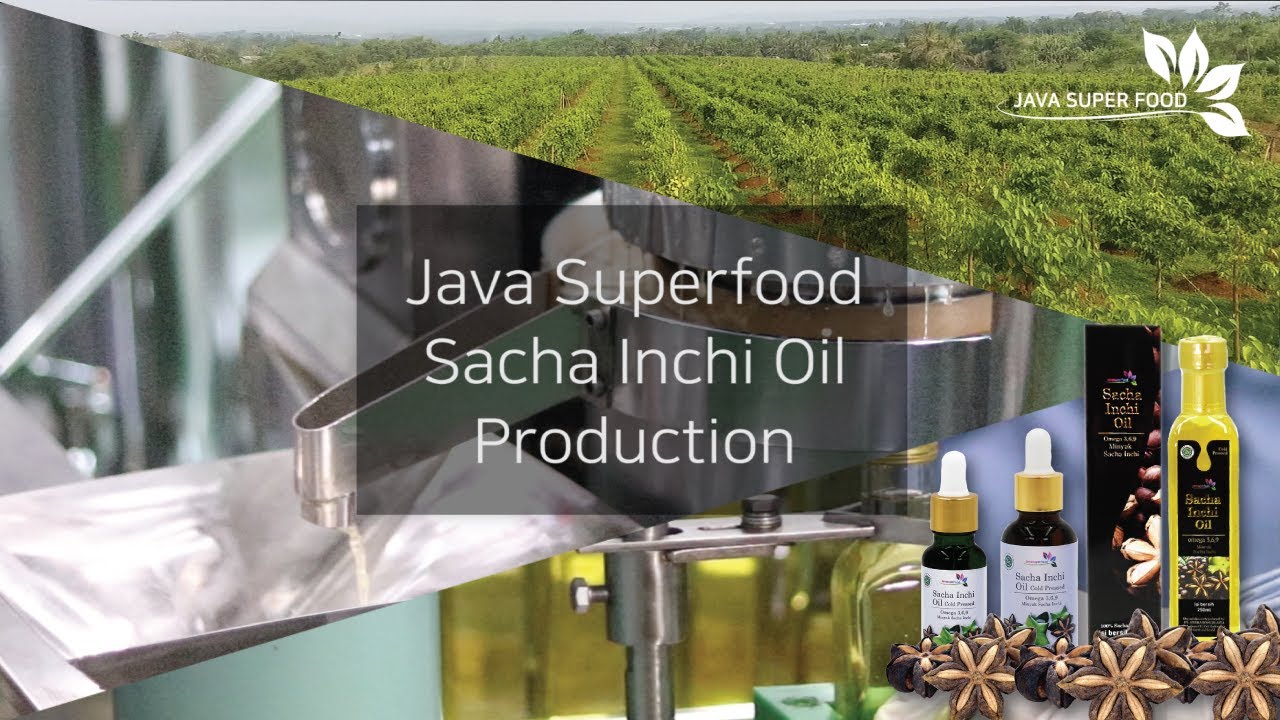 Minyak Sacha Inchi Produksi/Sacha Inchi Production Java Superfood - YouTube