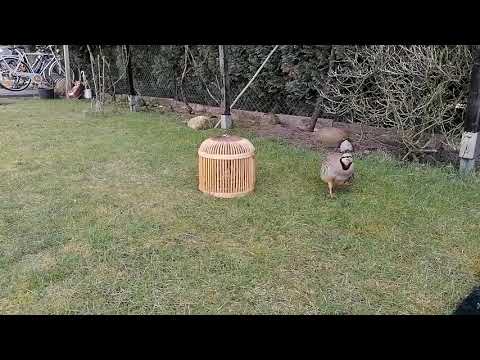 Steinhühner keklik chukar
