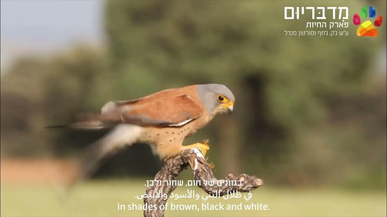 הכר את החיה: בז אדום - YouTube