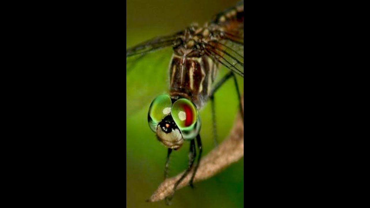 Sci-fi Strange flying creature - YouTube