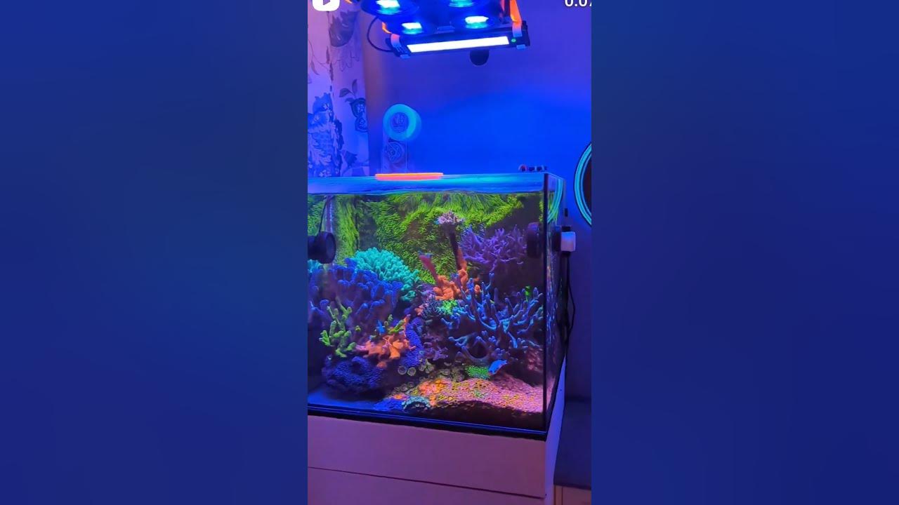 beat-this-nano-reef-tank-illumagic-x4-youtube