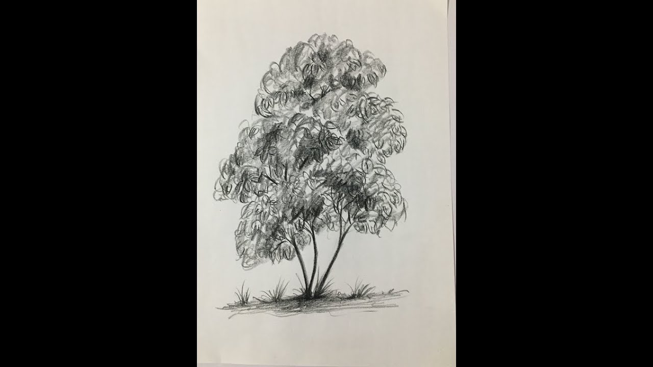How to Draw and Shade Trees - YouTube
