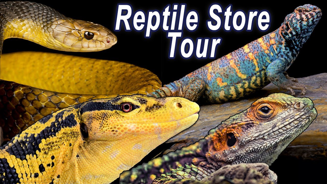 Reptile Shop Tour: Giant Monitors & Exotic Reptiles! - YouTube