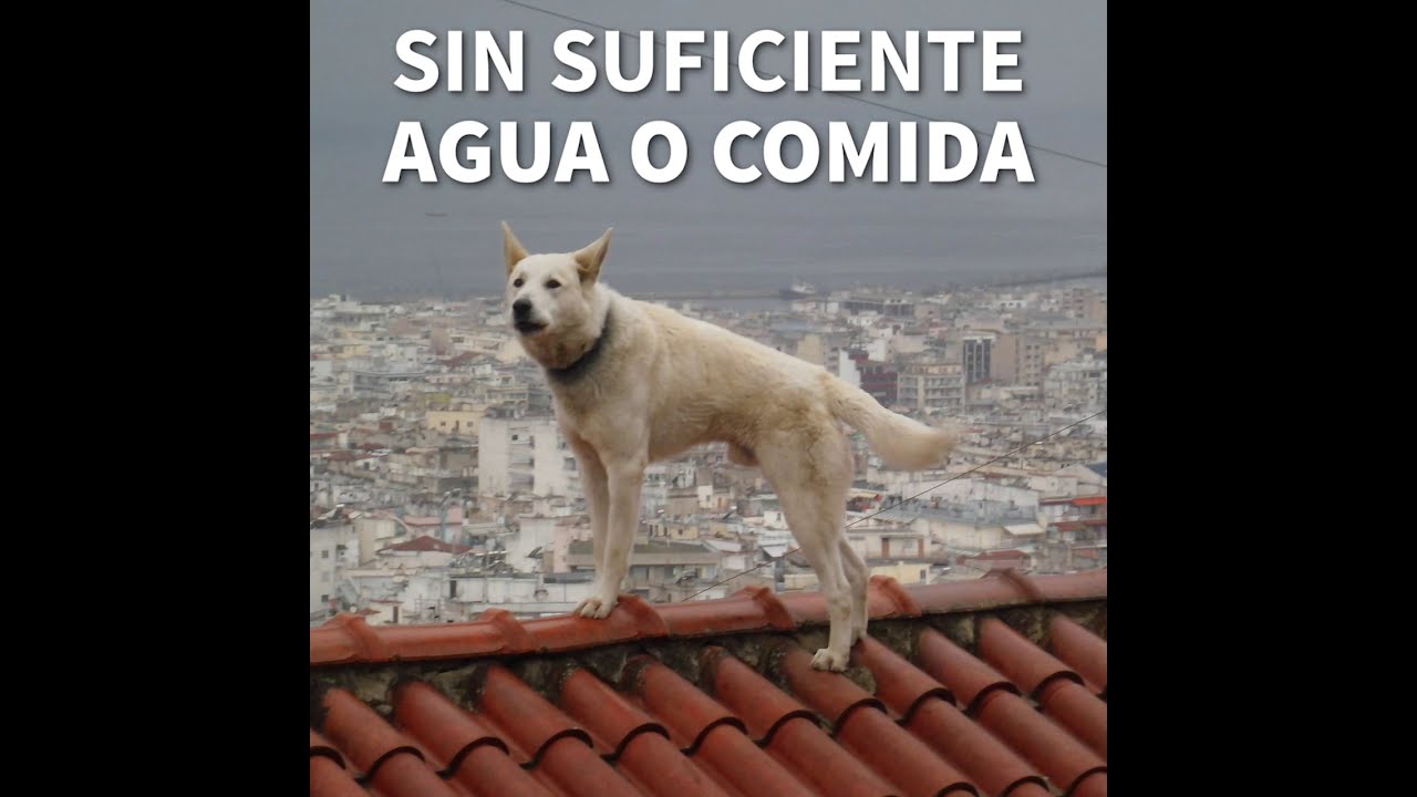 ¡Los #perros confinados en las azoteas necesitan de tu ayuda este ...