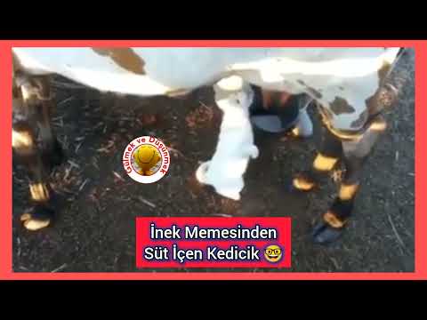 Karnı aç kedi kaynağından süt içiyor #komedi #komik #gülmek #süt #kedi #inek #cowmilk