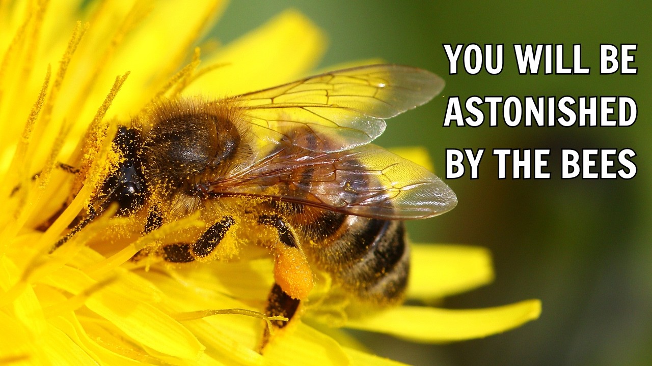 The Amazing World of Bees You Haven't Known - YouTube